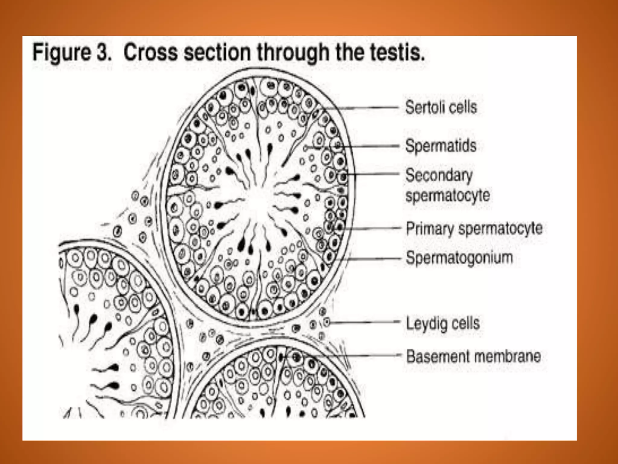Lecture 1 Anatomy & physiology of male reproductive tract of domestic ...