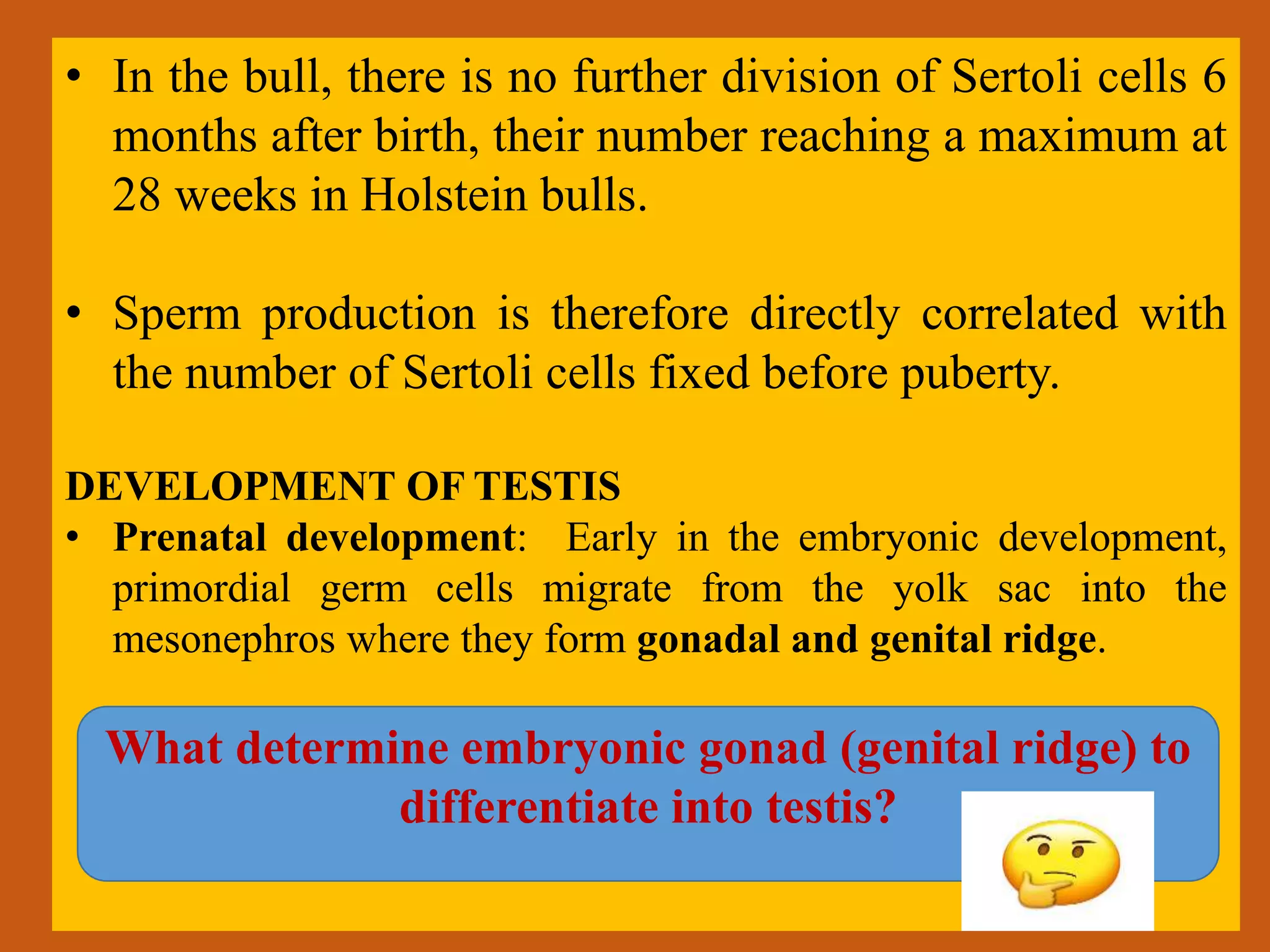 Lecture 1 Anatomy & physiology of male reproductive tract of domestic ...