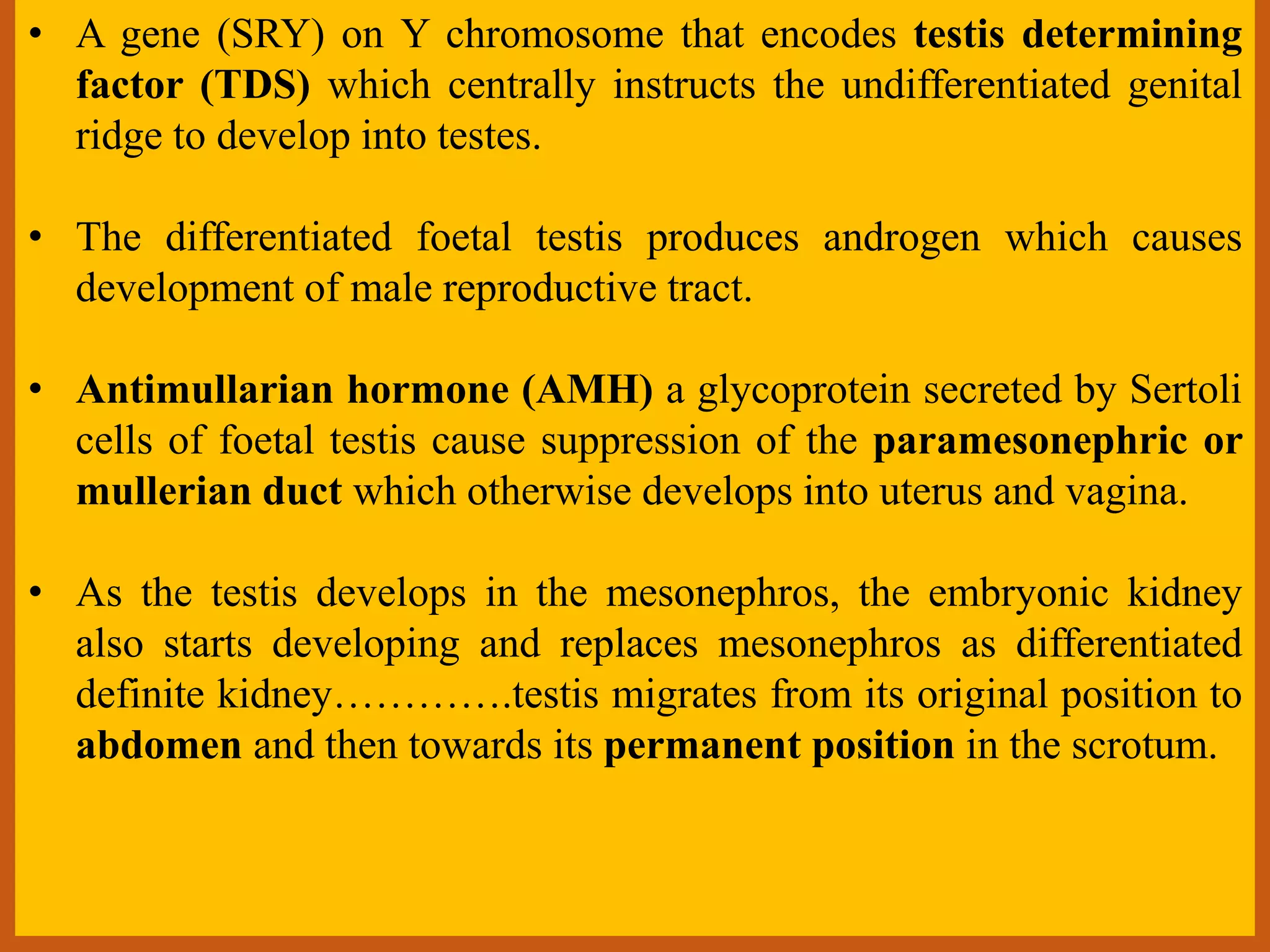 Lecture 1 Anatomy & physiology of male reproductive tract of domestic ...