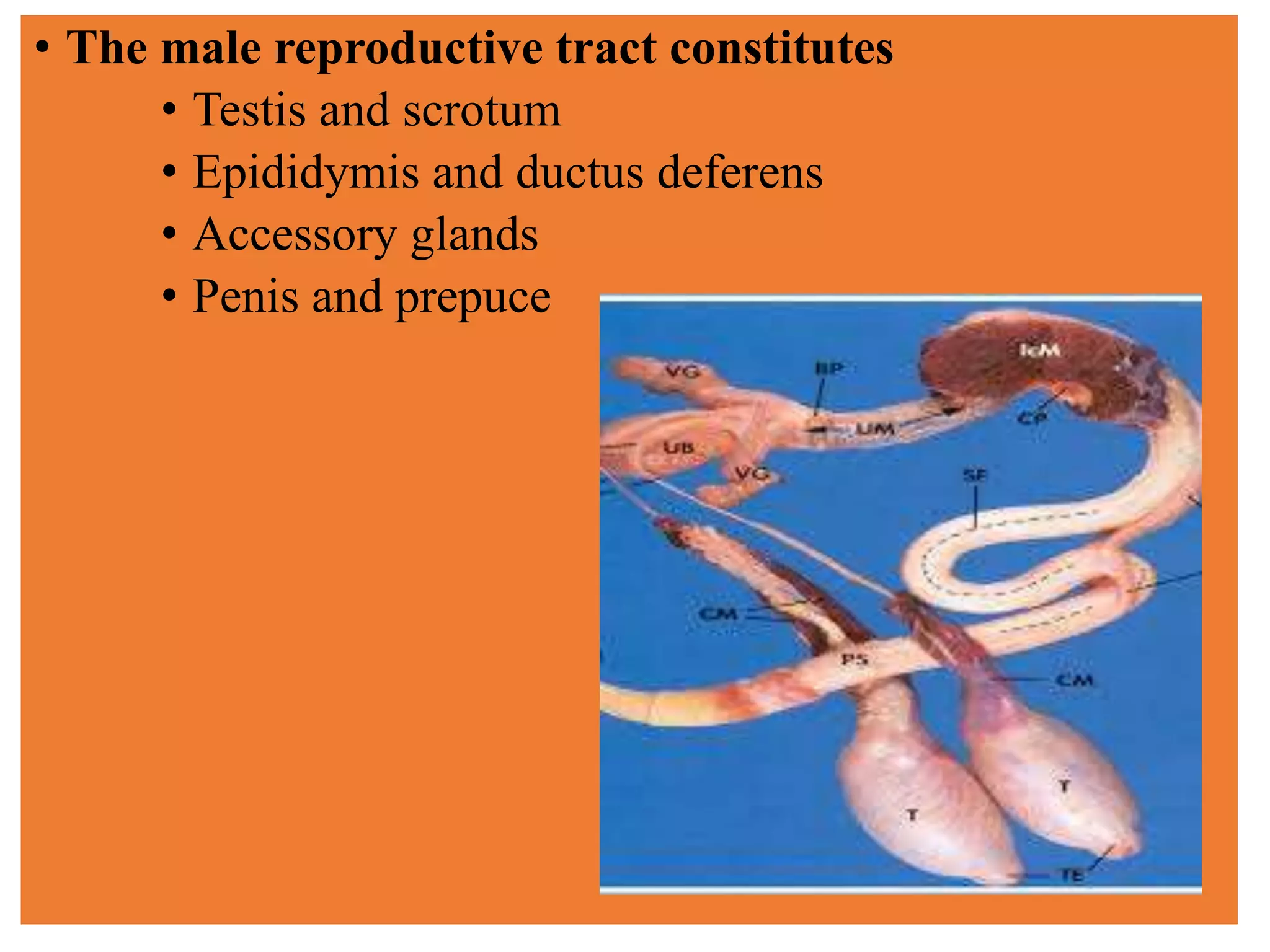 Lecture 1 Anatomy & physiology of male reproductive tract of domestic ...