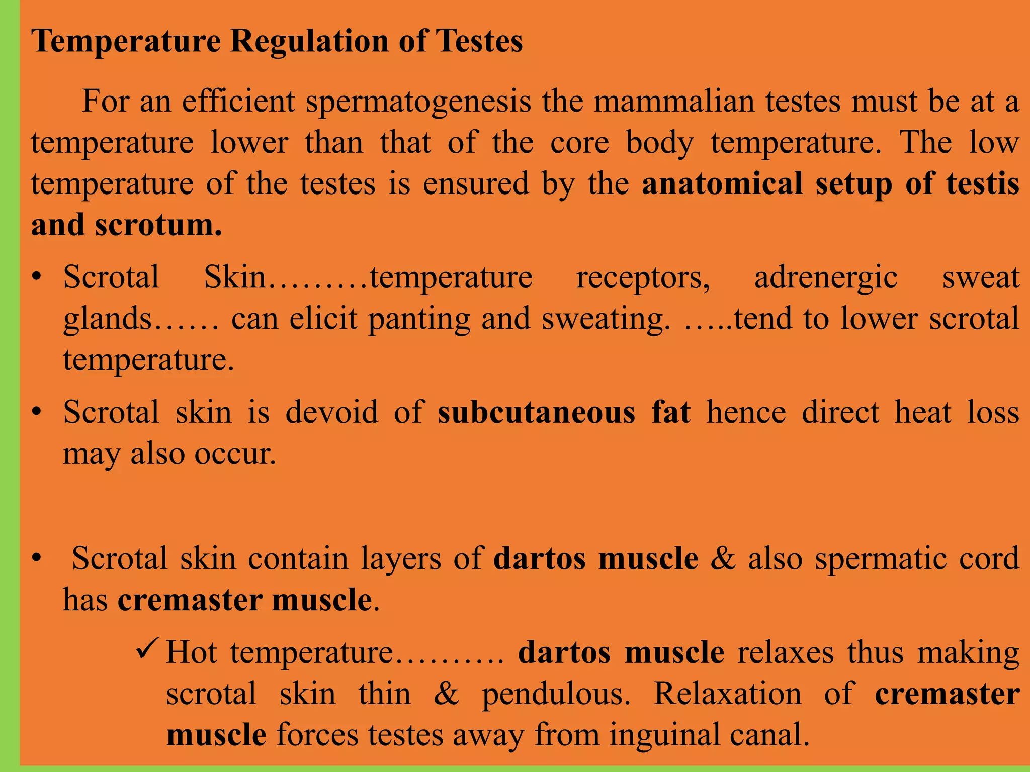 Lecture 1 Anatomy & physiology of male reproductive tract of domestic ...