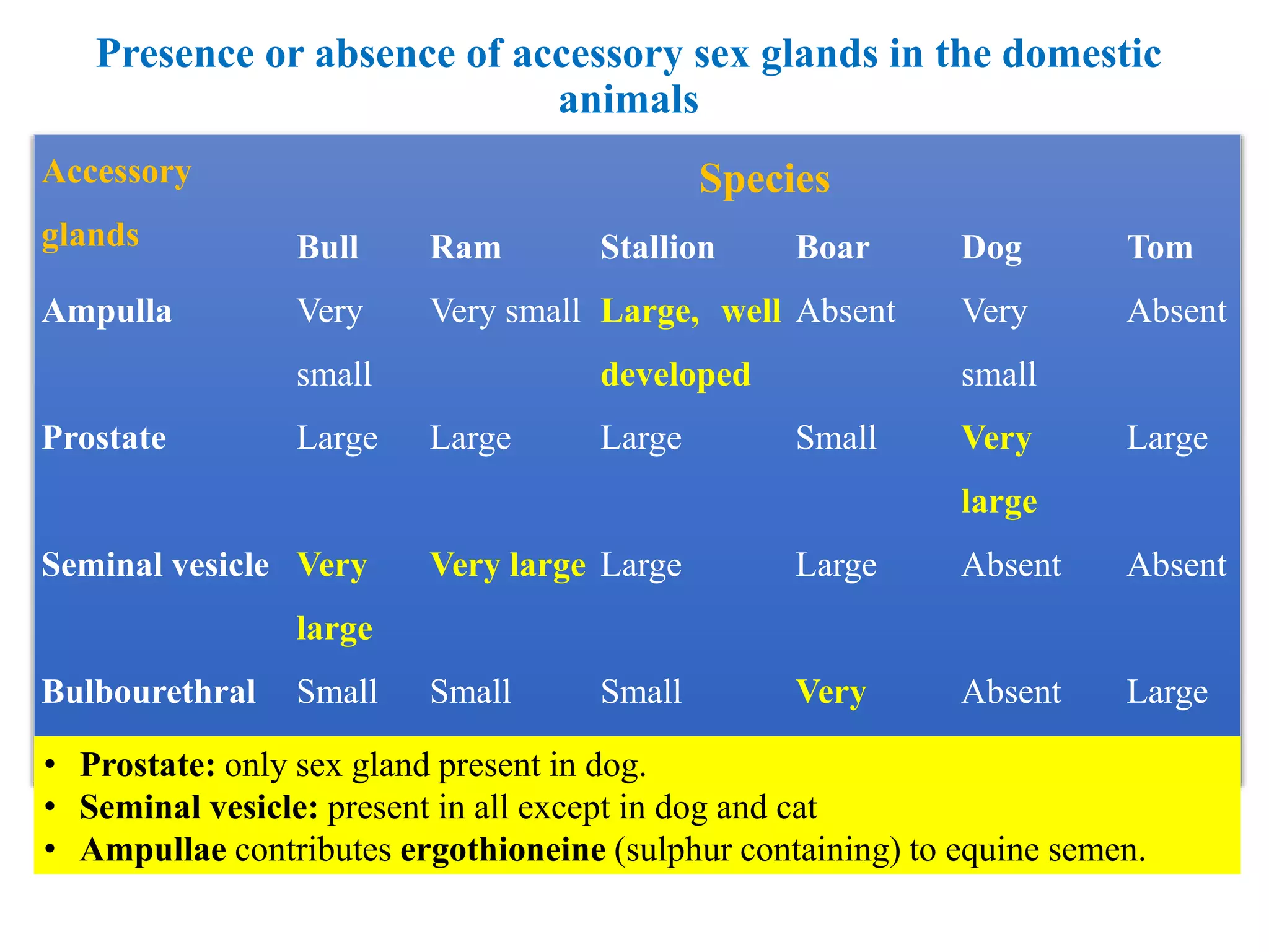 Lecture 1 Anatomy & physiology of male reproductive tract of domestic ...