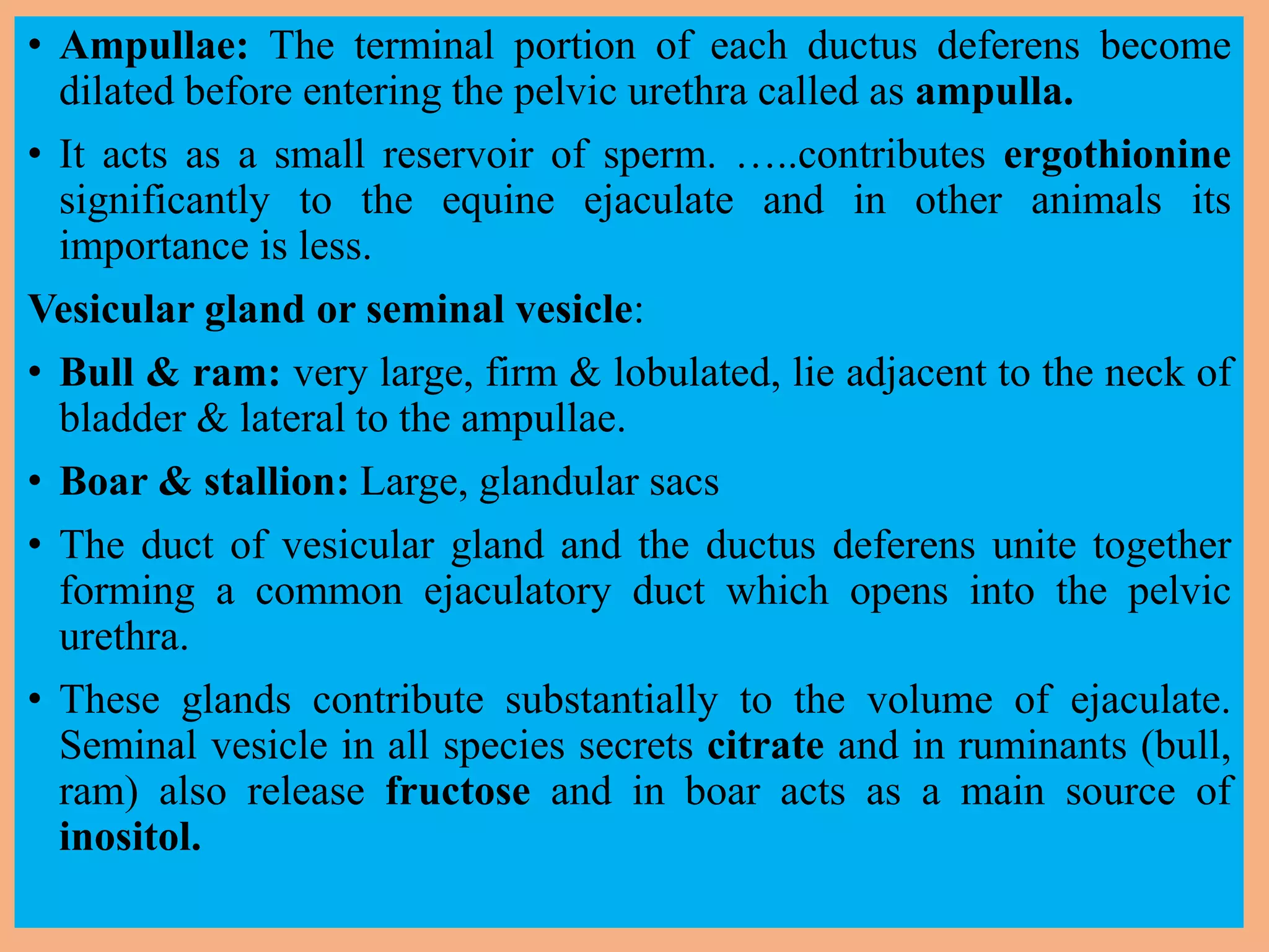 Lecture 1 Anatomy & physiology of male reproductive tract of domestic ...