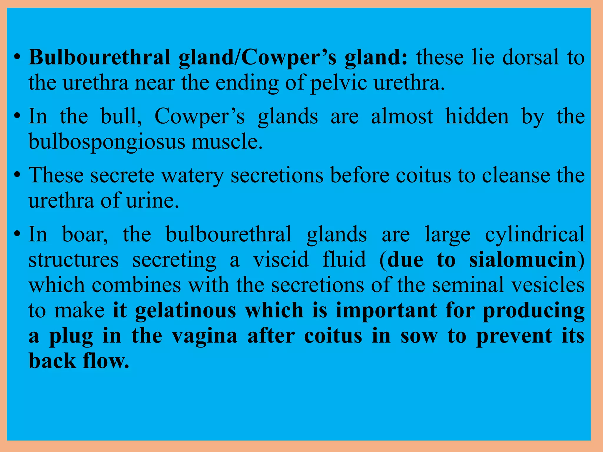 Lecture 1 Anatomy & physiology of male reproductive tract of domestic ...