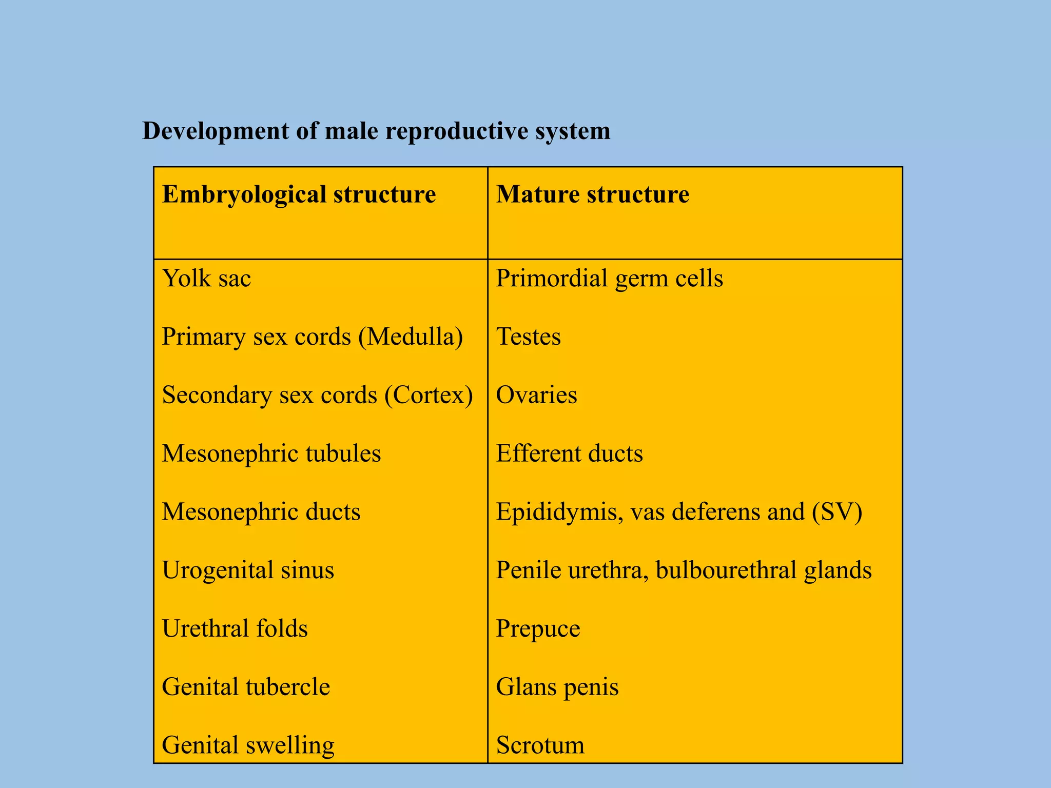 Lecture 1 Anatomy & physiology of male reproductive tract of domestic ...