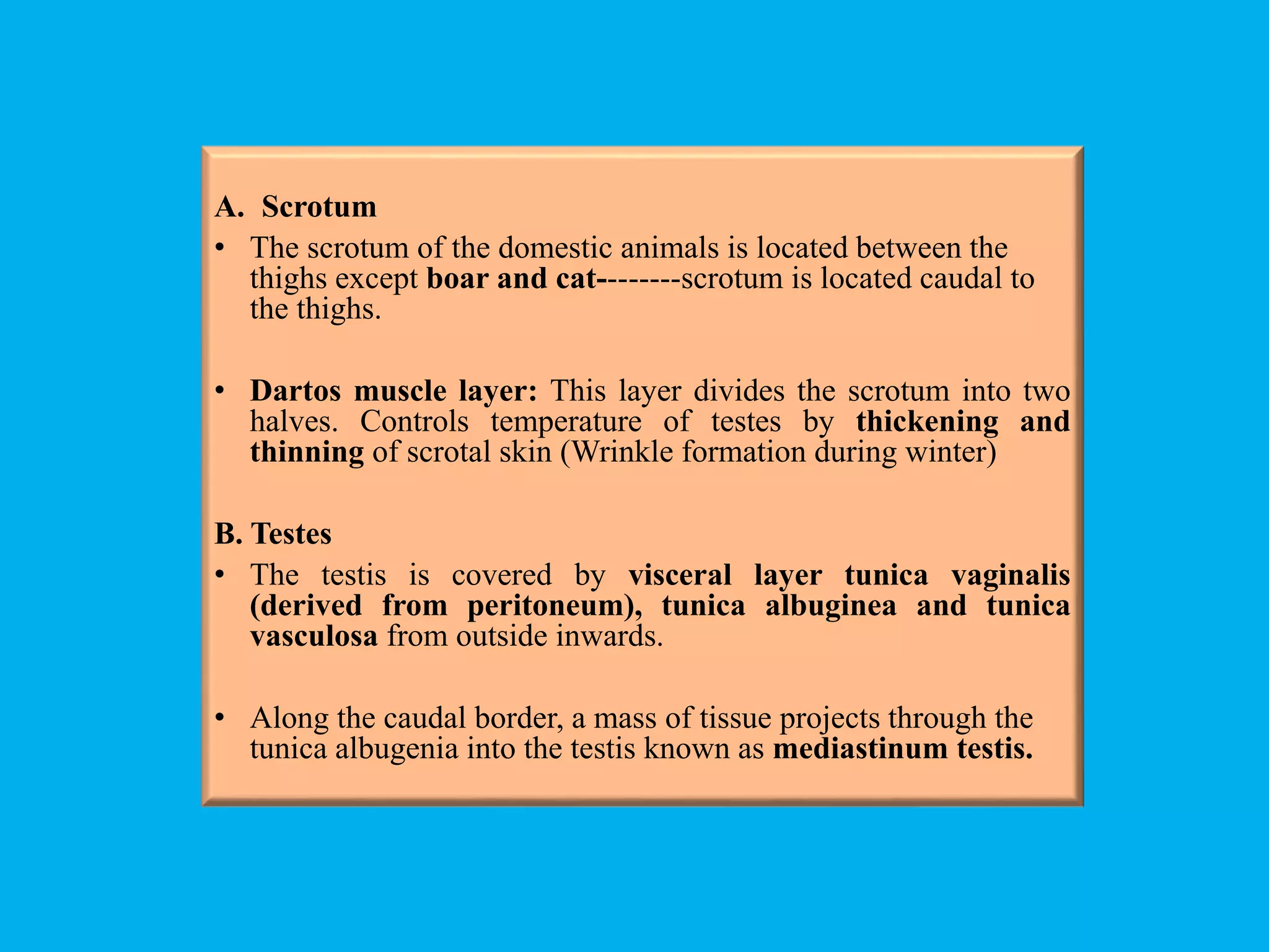 Lecture 1 Anatomy & physiology of male reproductive tract of domestic ...