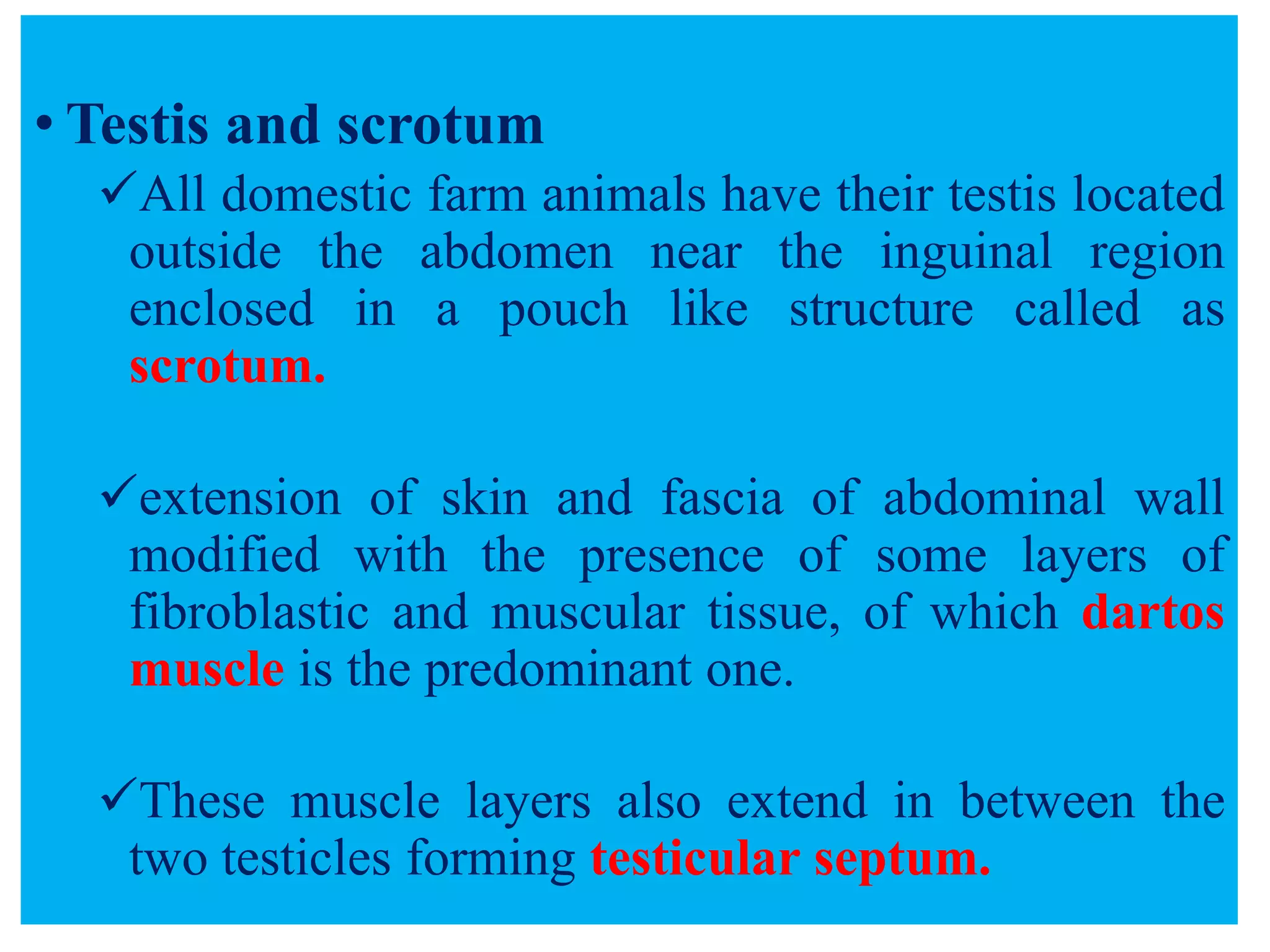 Lecture 1 Anatomy & physiology of male reproductive tract of domestic ...