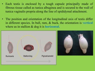 Lecture 1 Anatomy & physiology of male reproductive tract of domestic ...