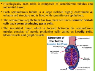 Lecture 1 Anatomy & physiology of male reproductive tract of domestic ...