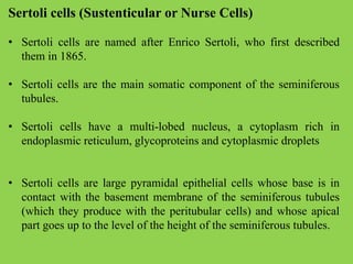 Lecture 1 Anatomy & physiology of male reproductive tract of domestic ...