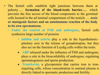 Lecture 1 Anatomy & physiology of male reproductive tract of domestic ...