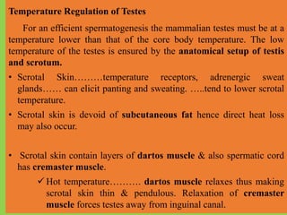 Lecture 1 Anatomy & physiology of male reproductive tract of domestic ...