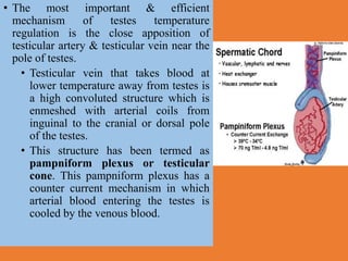 Lecture 1 Anatomy & physiology of male reproductive tract of domestic ...