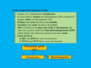 Lecture 1 Anatomy & physiology of male reproductive tract of domestic ...