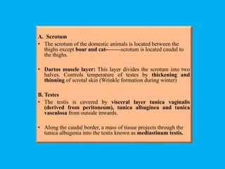 Lecture 1 Anatomy & physiology of male reproductive tract of domestic ...