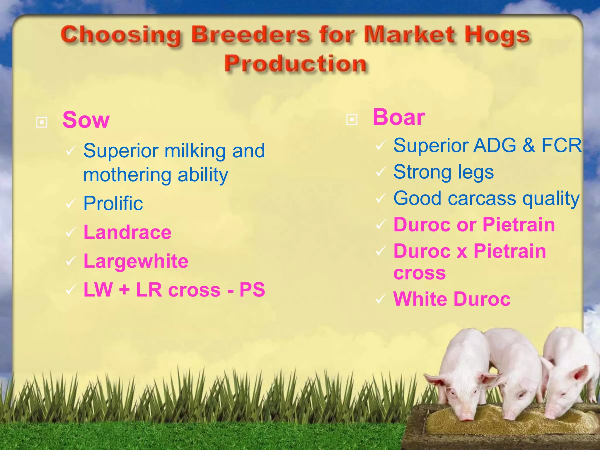 animal production | PPTX