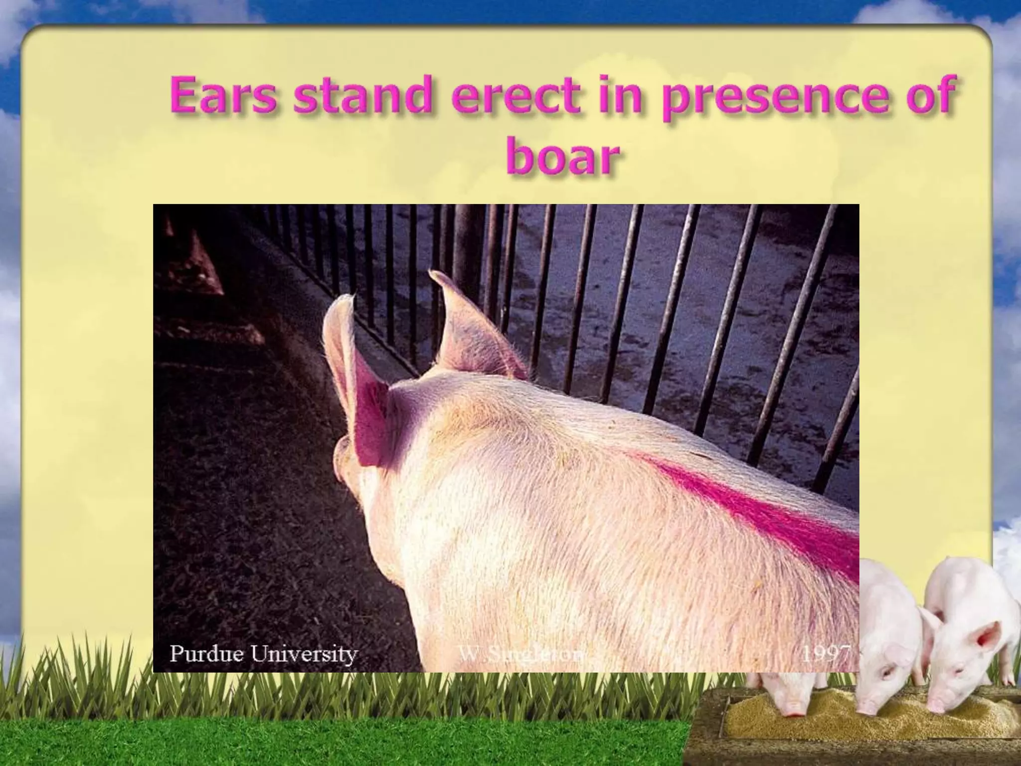 animal production | PPTX