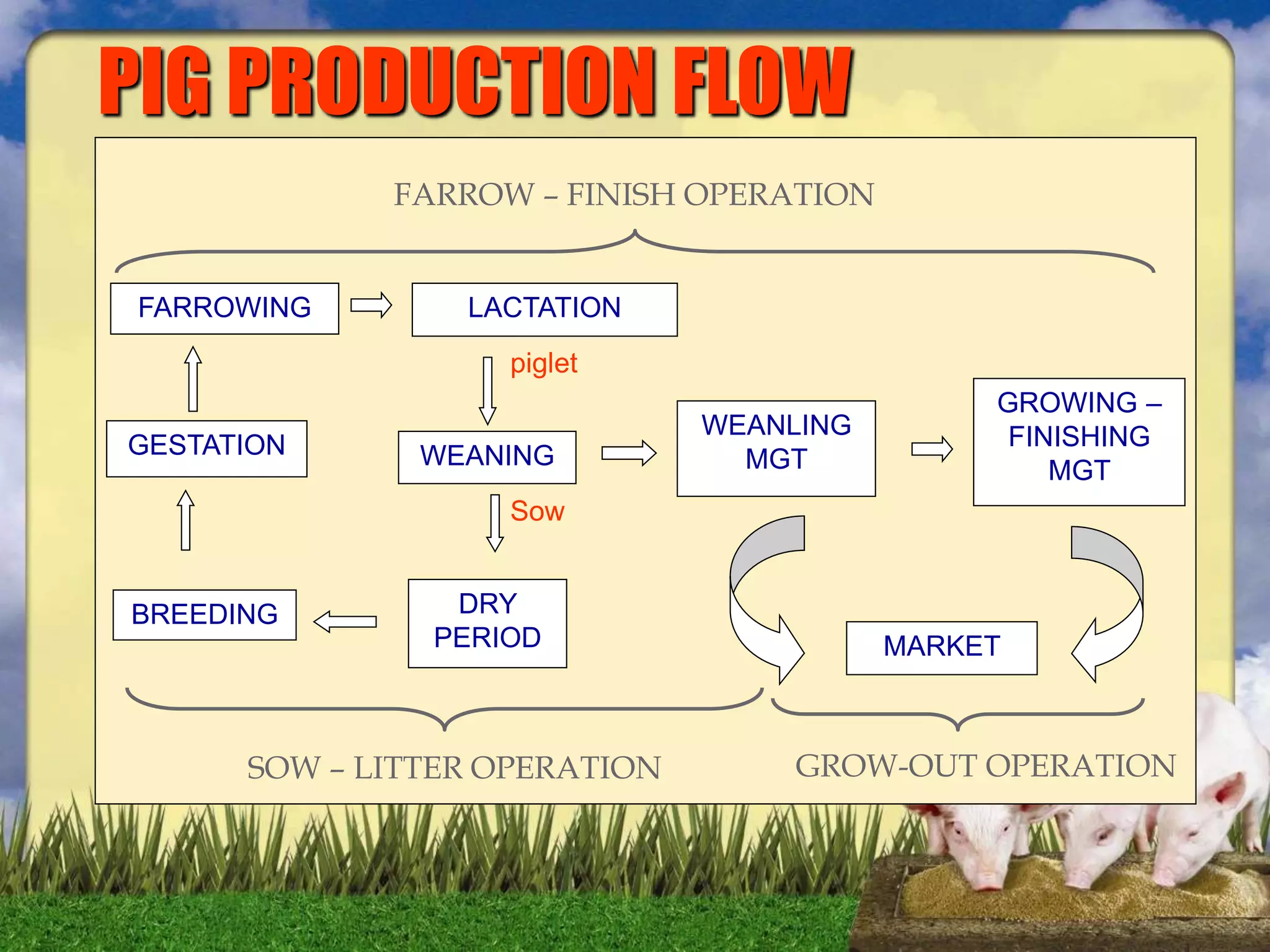 animal production | PPTX
