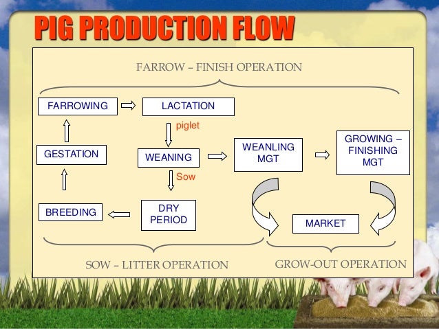animal production
