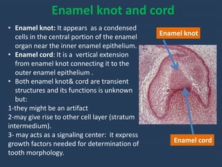 Lecture 1 (asmaa serry) | PPT