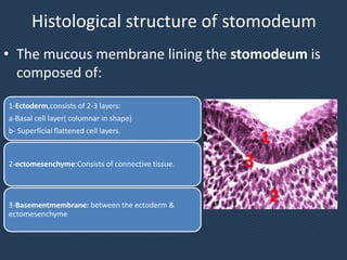 Lecture 1 (asmaa serry) | PPT