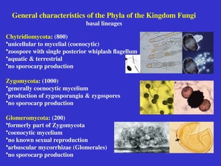 Basic fungal biology presentation lecture.ppt