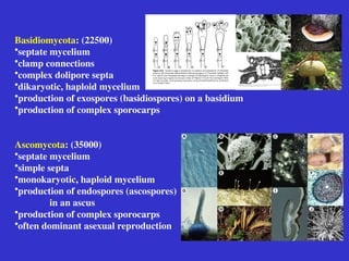 Basic fungal biology presentation lecture.ppt