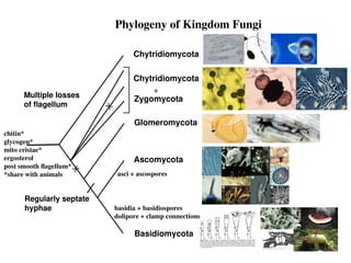 Basic fungal biology presentation lecture.ppt