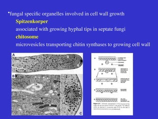 Basic fungal biology presentation lecture.ppt