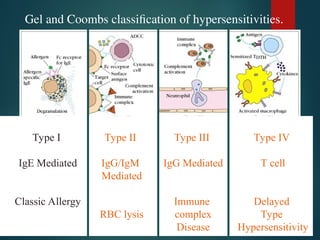 Lecture 1b. Hypersensitivity.ppt............ | PPT
