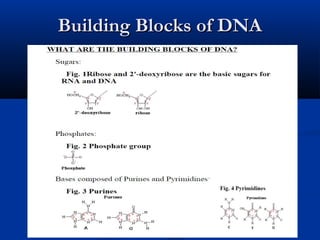 Lecture 1 basic molecular biology | PPT