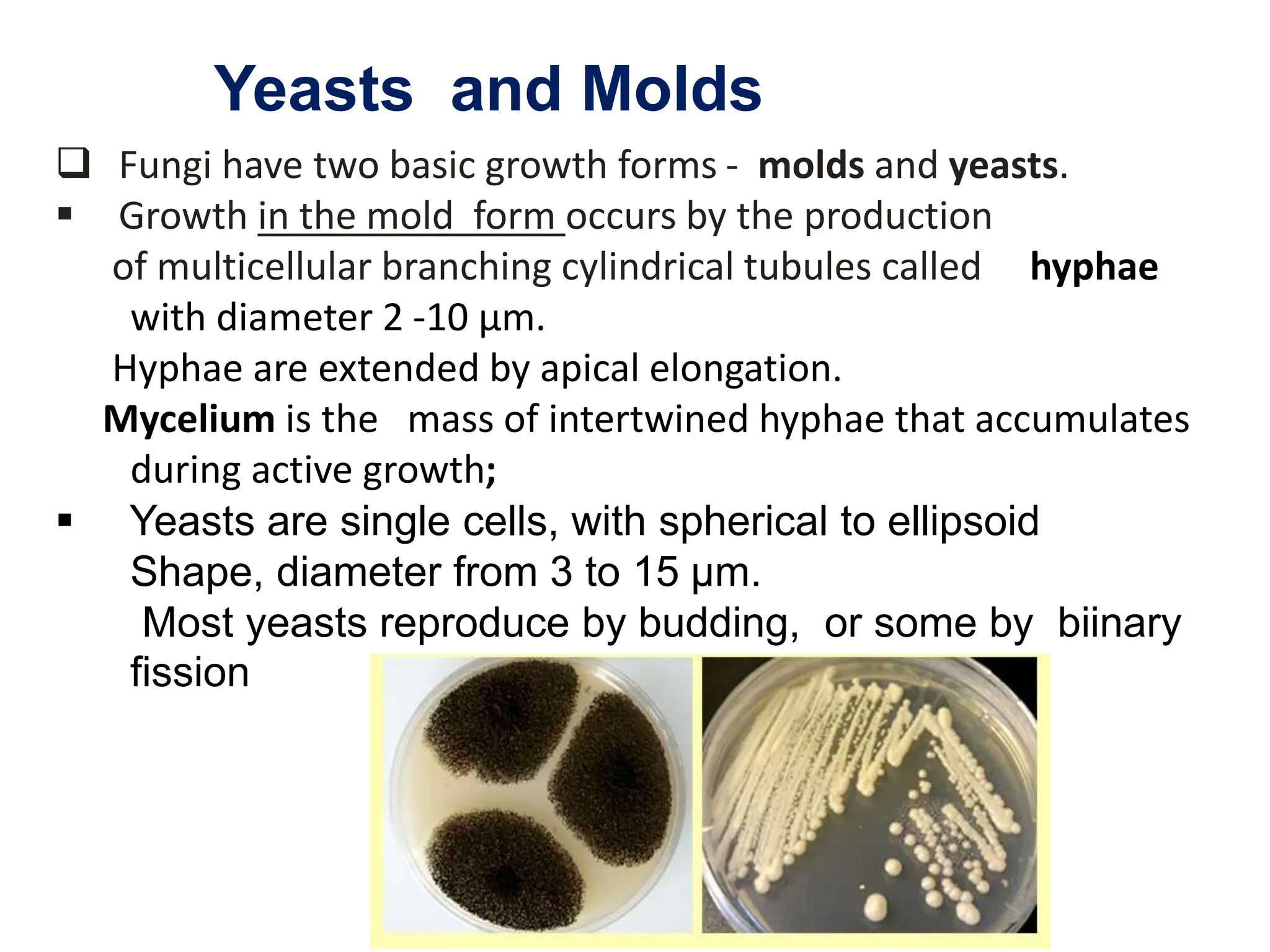 Lecture 1 Basic Mycology.pptx