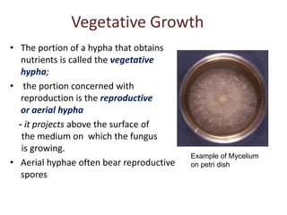Lecture 1 Basic Mycology.pptx