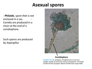 Lecture 1 Basic Mycology.pptx