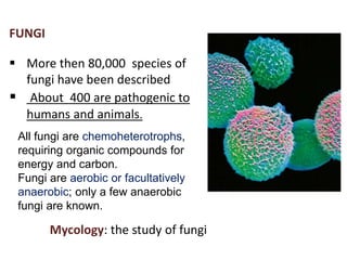 Lecture 1 Basic Mycology.pptx
