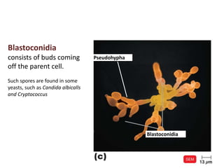 Lecture 1 Basic Mycology.pptx
