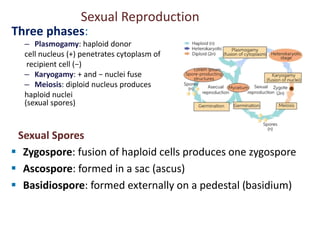 Lecture 1 Basic Mycology.pptx