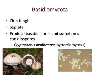 Lecture 1 Basic Mycology.pptx