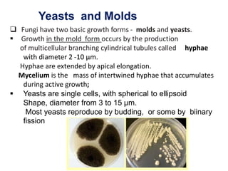 Lecture 1 Basic Mycology.pptx