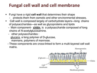 Lecture 1 Basic Mycology.pptx
