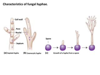 Lecture 1 Basic Mycology.pptx