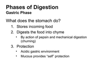 LECTURE 1b DIGESTIVE SYSTEM for medical.ppt