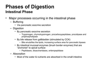 LECTURE 1b DIGESTIVE SYSTEM for medical.ppt