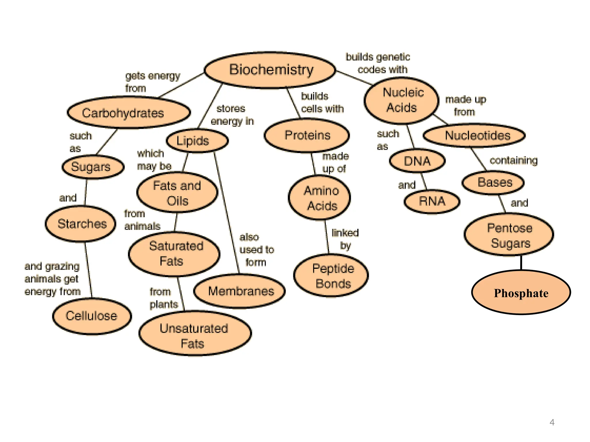 Lecture 1 _Biochemistry Importance in agriculture | PPTX