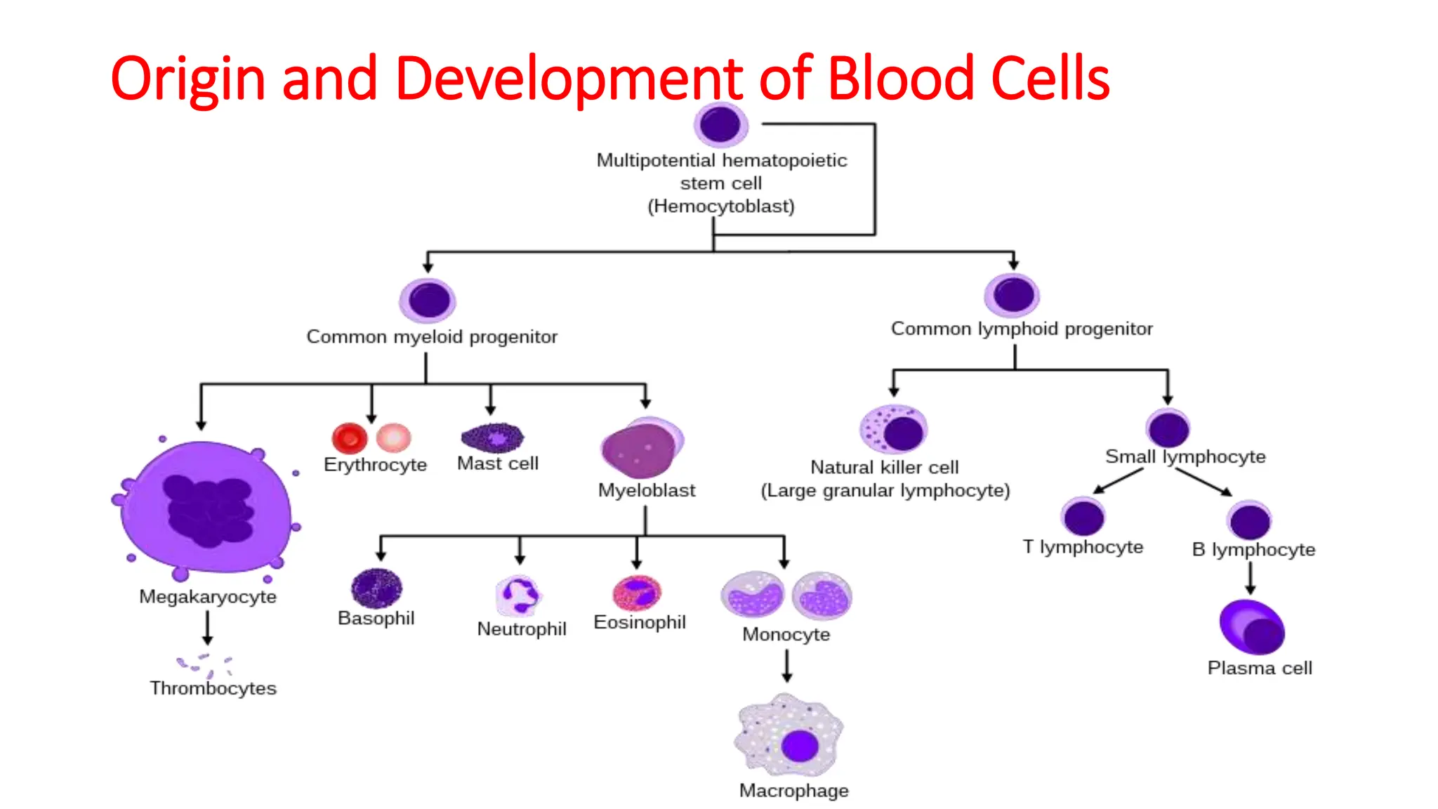Lecture 1 Blood Physical Characteristics and Components of Blood Origin ...