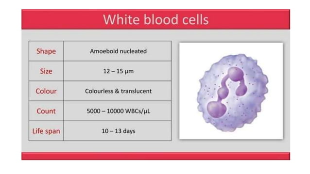 Lecture 1 Blood Physical Characteristics and Components of Blood Origin ...