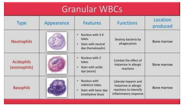 Lecture 1 Blood Physical Characteristics and Components of Blood Origin ...