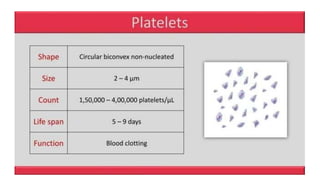 Lecture 1 Blood Physical Characteristics and Components of Blood Origin ...