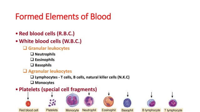 Lecture 1 Blood Physical Characteristics and Components of Blood Origin ...
