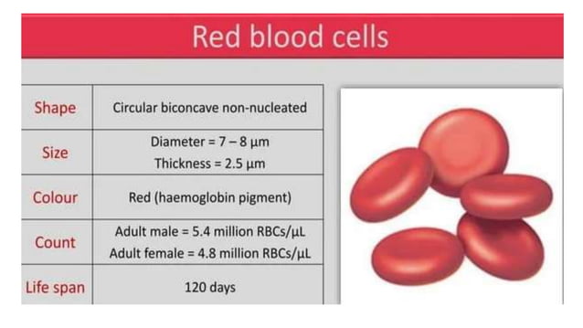 Lecture 1 Blood Physical Characteristics and Components of Blood Origin ...
